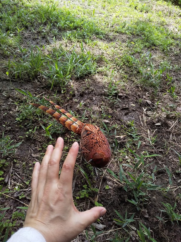 DSC_0593 | ナチュでのんびり生活～ナチュのん♪～